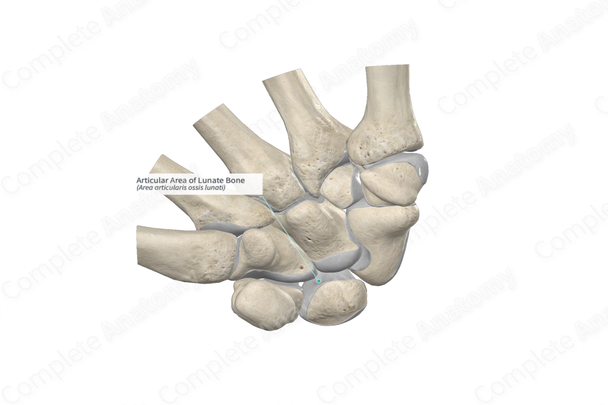 Articular Area of Lunate Bone | Complete Anatomy