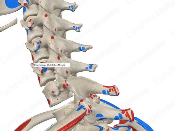 Insertion of Multifidus Muscle | Complete Anatomy