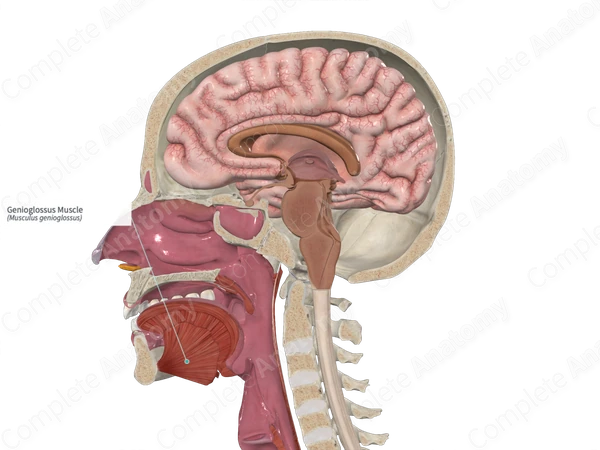 Genioglossus Muscle | Complete Anatomy