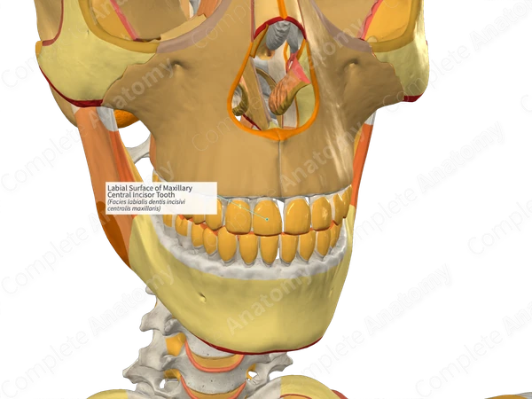 Labial Surface of Maxillary Central Incisor Tooth | Complete Anatomy