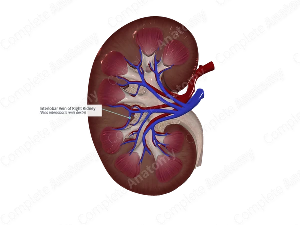 Interlobar Vein of Right Kidney | Complete Anatomy