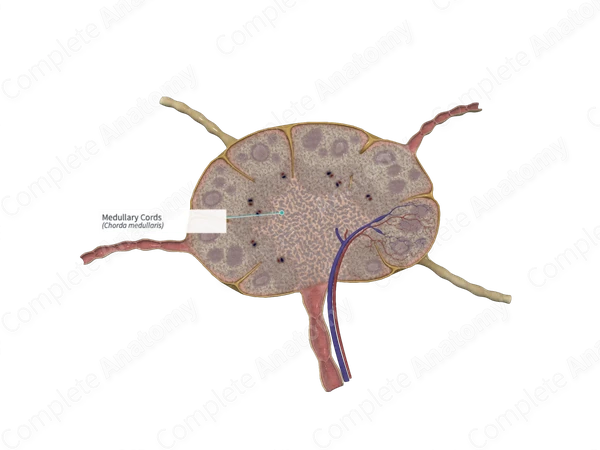 Medullary Cords | Complete Anatomy
