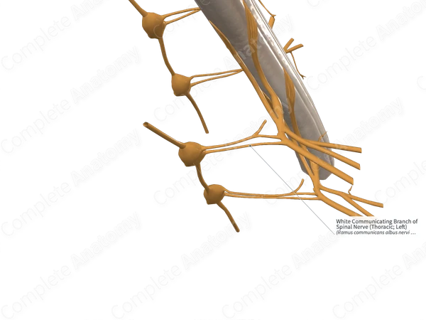 White Communicating Branch of Spinal Nerve (Thoracic; Left) | Complete ...