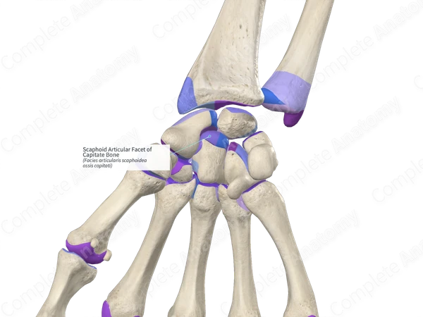 Scaphoid Articular Facet of Capitate Bone | Complete Anatomy