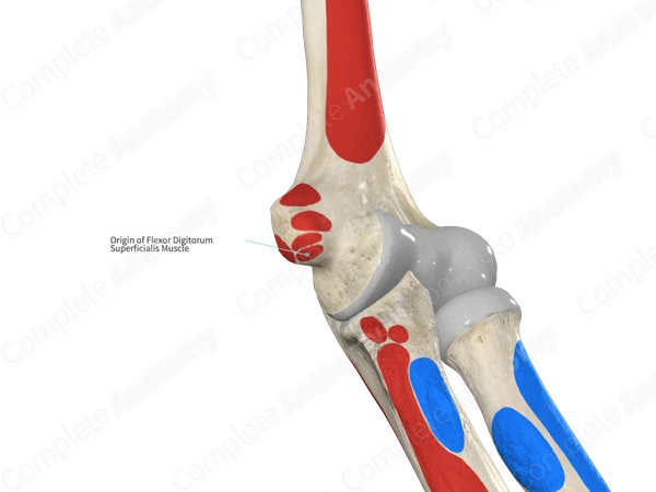 Origin of Flexor Digitorum Superficialis Muscle | Complete Anatomy