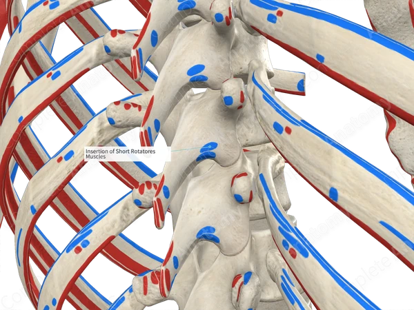 Insertion of Short Rotatores Muscles | Complete Anatomy