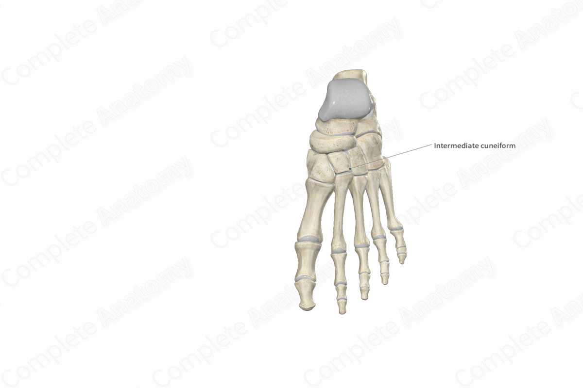 Intermediate Cuneiform Bone Complete Anatomy