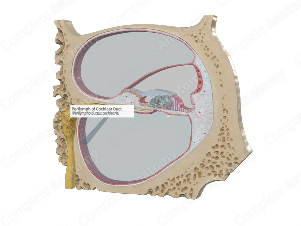 Perilymph of Cochlear Duct | Complete Anatomy