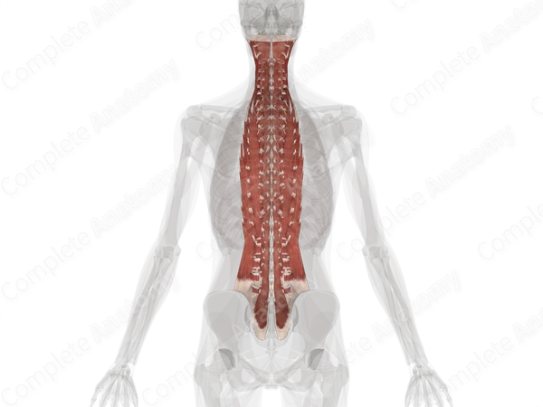 Intrinsic Muscles of Back | Complete Anatomy