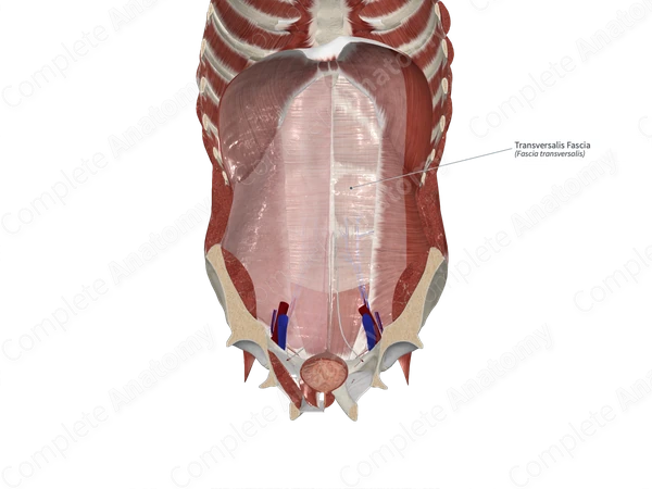 Transversalis Fascia | Complete Anatomy