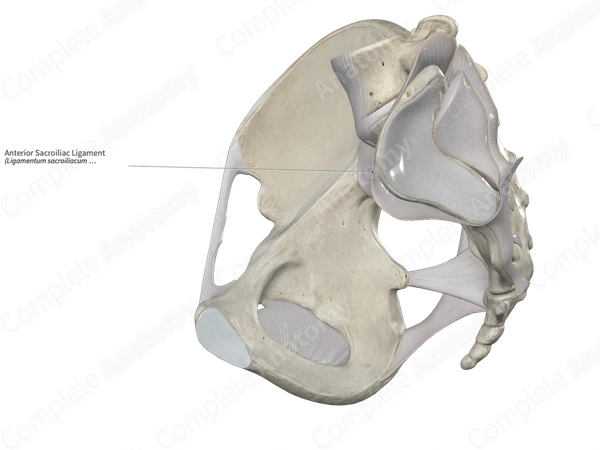 Anterior Sacrococcygeal Ligament