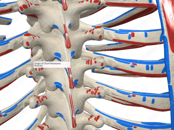 Origin of Short Rotatores Muscles | Complete Anatomy