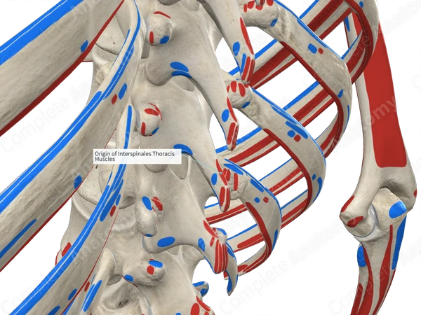 Origin of Interspinales Thoracis Muscles | Complete Anatomy
