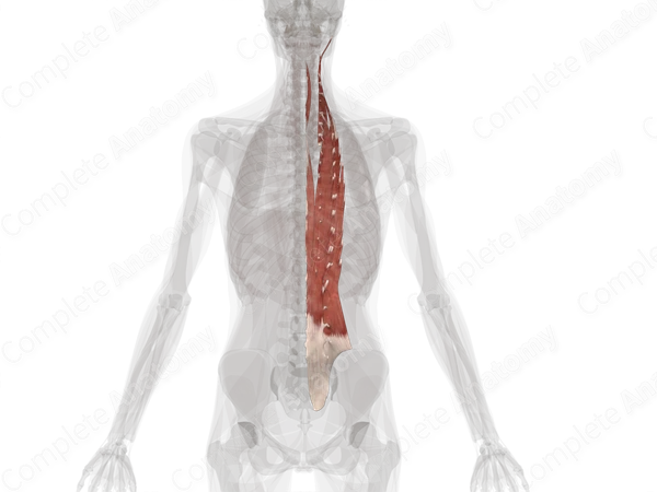 Erector Spinae (Left) | Complete Anatomy