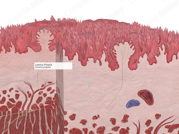 Lamina Propria | Complete Anatomy