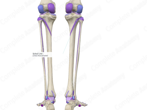 Soleal Line | Complete Anatomy