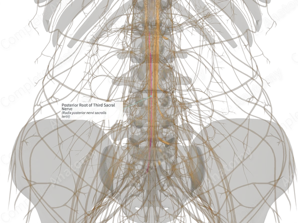 Posterior Root of Third Sacral Nerve (Left) | Complete Anatomy