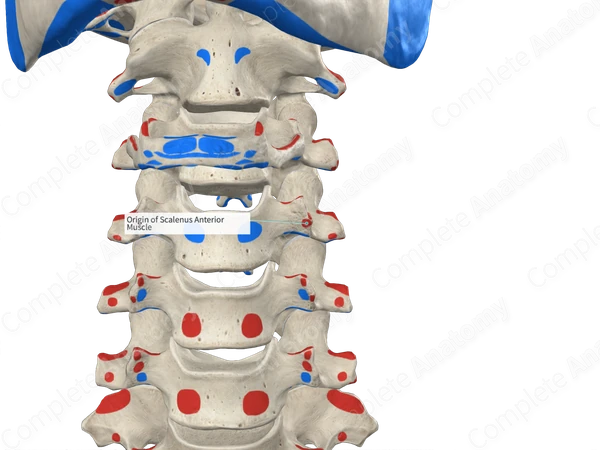 Origin of Scalenus Anterior Muscle | Complete Anatomy