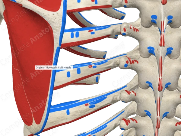 Origin of Iliocostalis Colli Muscle | Complete Anatomy
