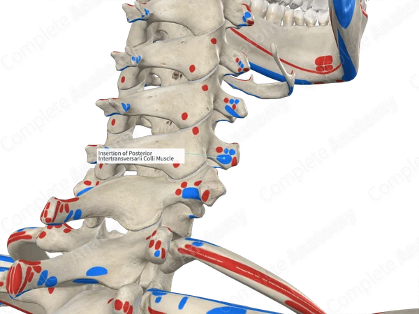 Insertion of Posterior Intertransversarii Colli Muscle | Complete Anatomy
