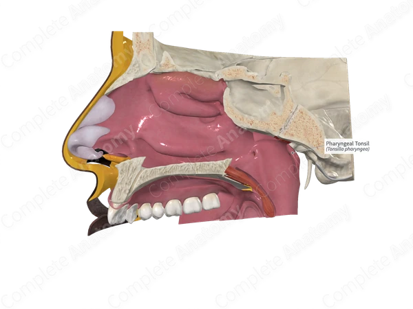 Pharyngeal Tonsil | Complete Anatomy
