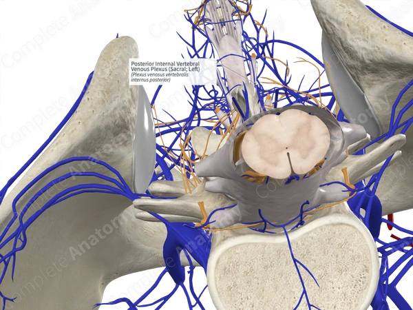 Basivertebral Veins (Lumbar) | Complete Anatomy