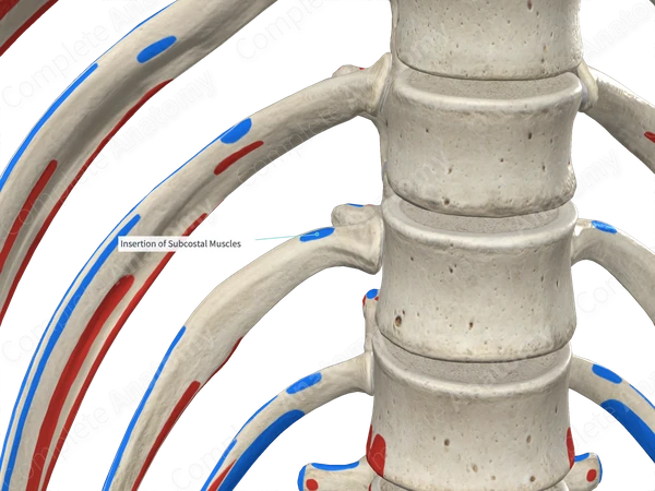 Insertion of Subcostal Muscles | Complete Anatomy
