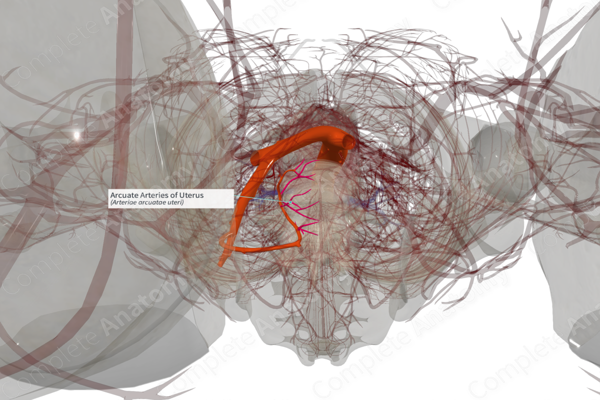 Arcuate Arteries of Uterus (Left) | Complete Anatomy