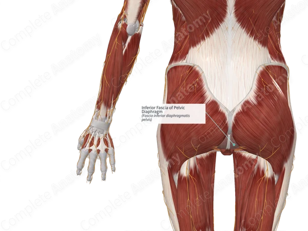 Inferior Fascia of Pelvic Diaphragm | Complete Anatomy
