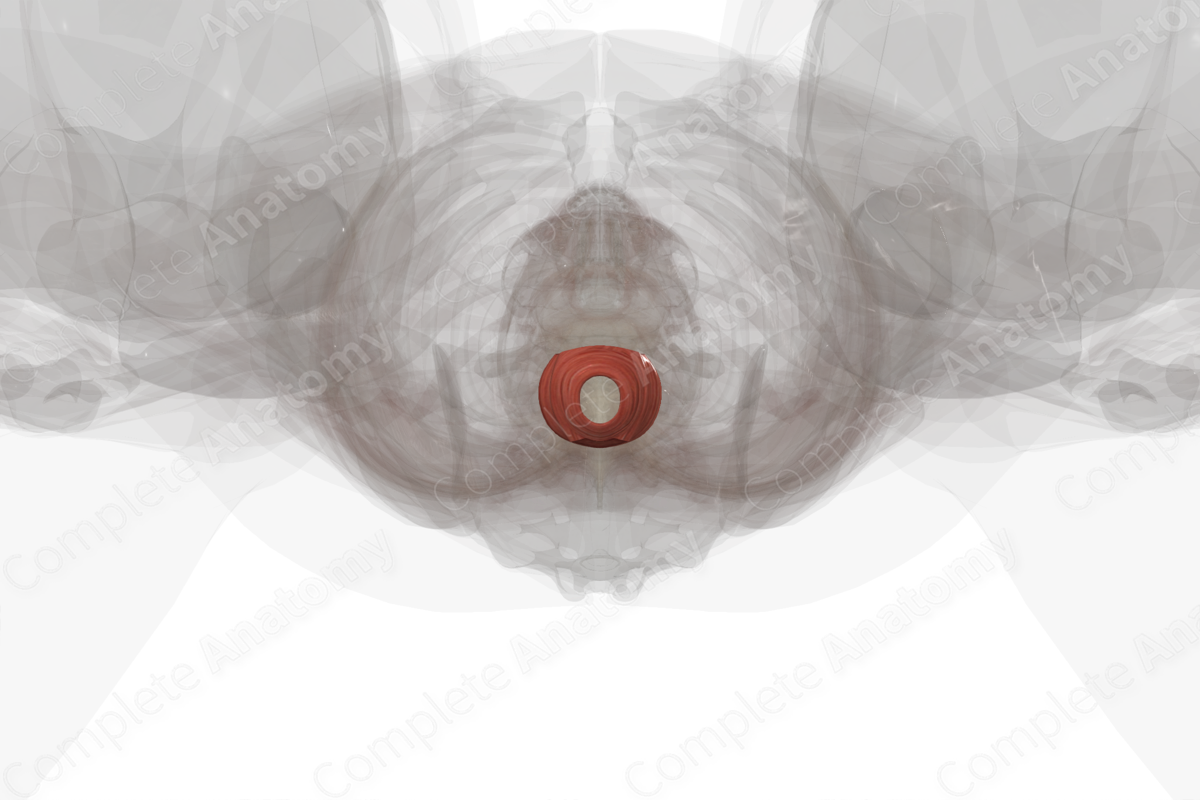 External Anal Sphincter Complete Anatomy