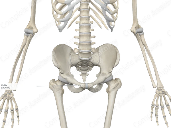 Pubis | Complete Anatomy