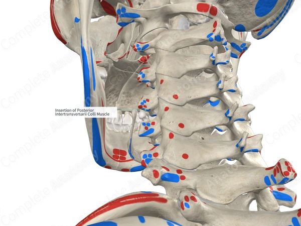 Insertion of Posterior Intertransversarii Colli Muscle | Complete Anatomy