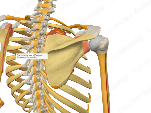 Posterior Surface of Scapula | Complete Anatomy