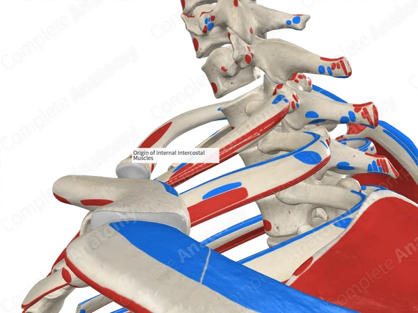Origin of Internal Intercostal Muscles | Complete Anatomy