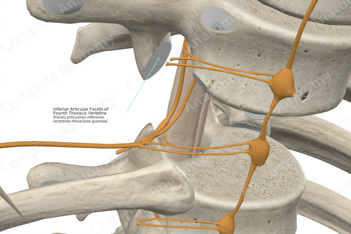Inferior Articular Facets Of Fourth Thoracic Vertebra Complete Anatomy