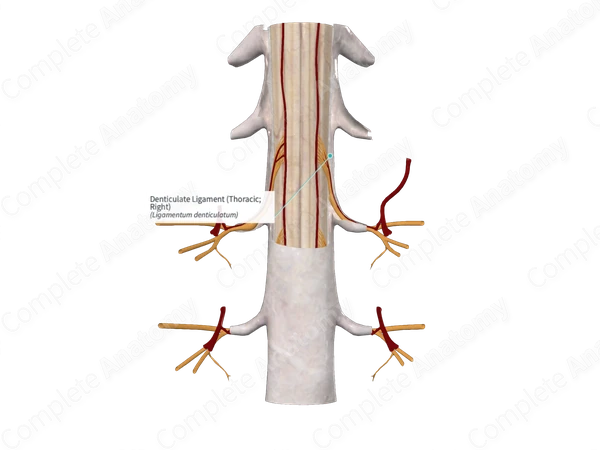 Denticulate Ligament (Thoracic; Right) | Complete Anatomy