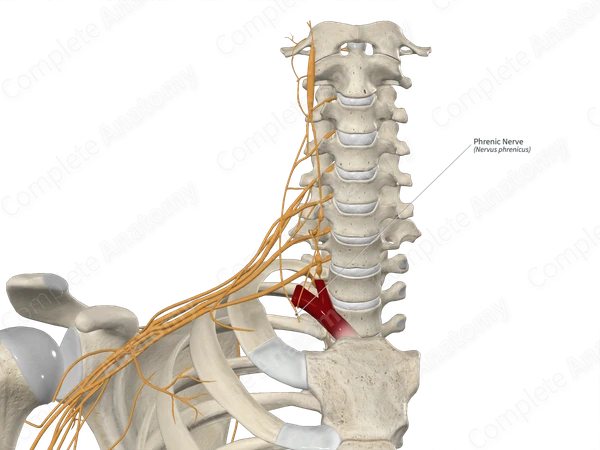 Phrenic Nerve | Complete Anatomy