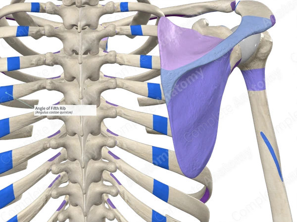 Angle of Fifth Rib | Complete Anatomy