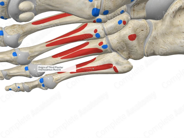 Origin of Third Plantar Interosseous Muscle | Complete Anatomy