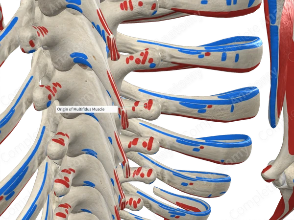 Origin of Multifidus Muscle | Complete Anatomy