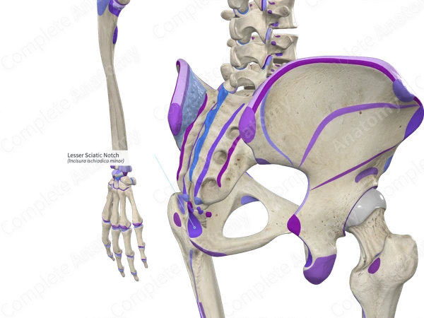 Lesser Sciatic Notch | Complete Anatomy