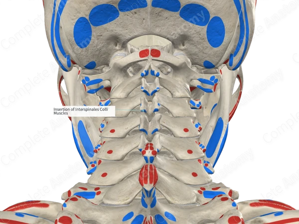 Insertion of Interspinales Colli Muscles | Complete Anatomy