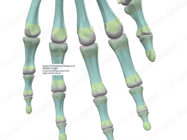 Head of Proximal Phalanx of Middle Finger | Complete Anatomy
