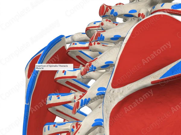 Insertion of Spinalis Thoracis Muscle | Complete Anatomy
