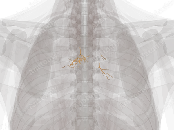 Pulmonary Plexus | Complete Anatomy