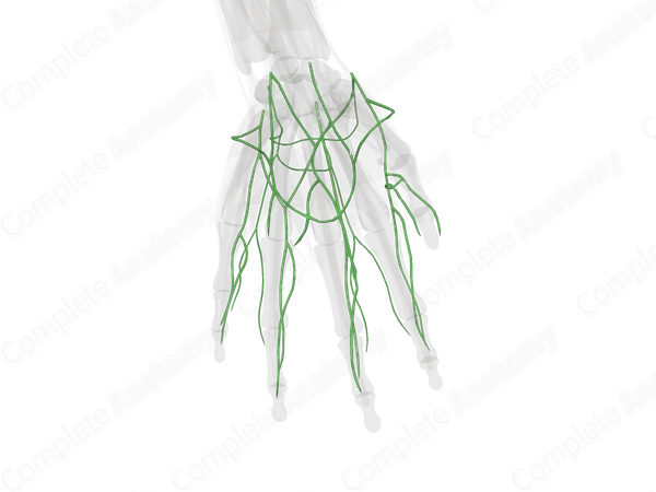 Lymph Vessels of Hand (Left) | Complete Anatomy