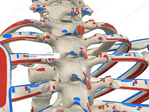 Insertion of Long Rotatores Muscles | Complete Anatomy