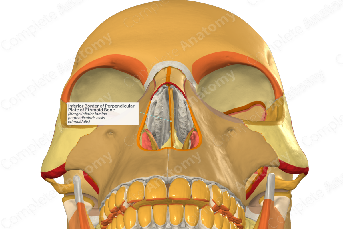 Inferior Border Of Perpendicular Plate Of Ethmoid Bone Complete Anatomy