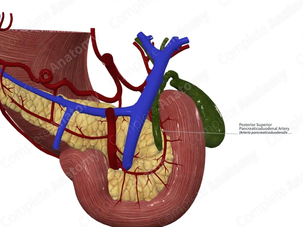 Posterior Superior Pancreaticoduodenal Artery | Complete Anatomy