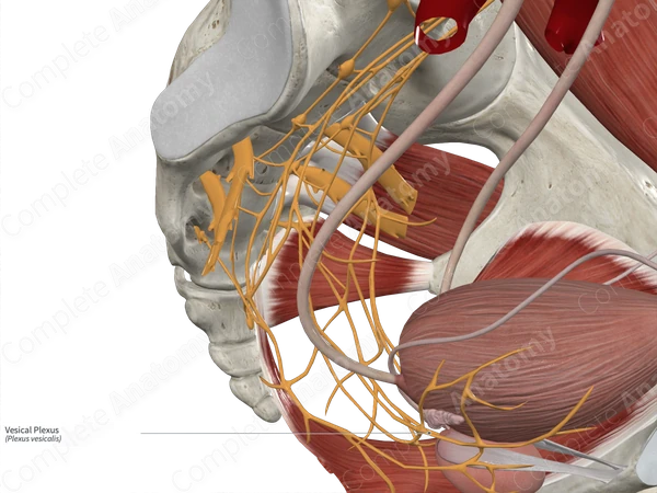 Vesical Plexus | Complete Anatomy
